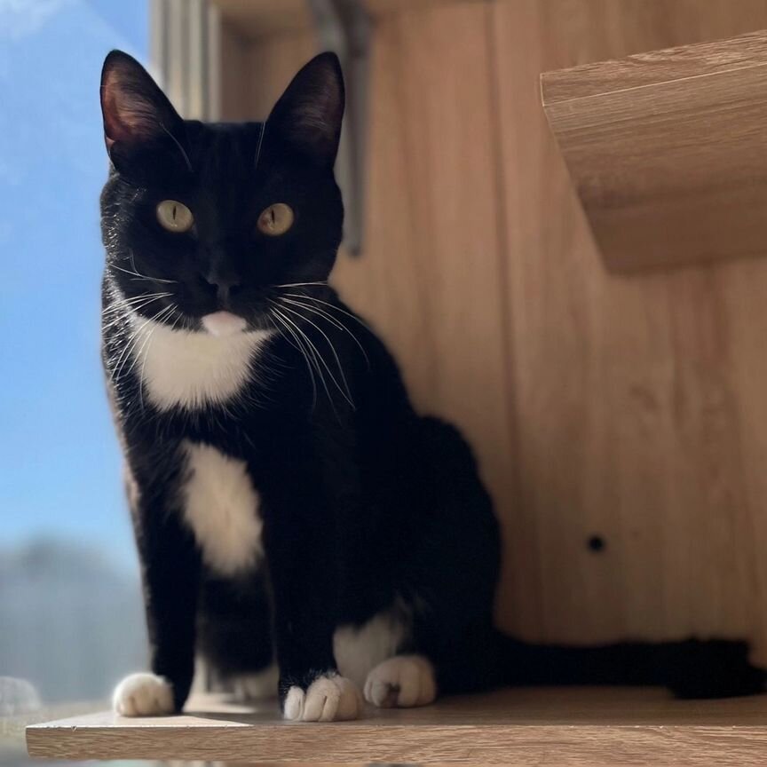 Взрослый кот в добрые руки