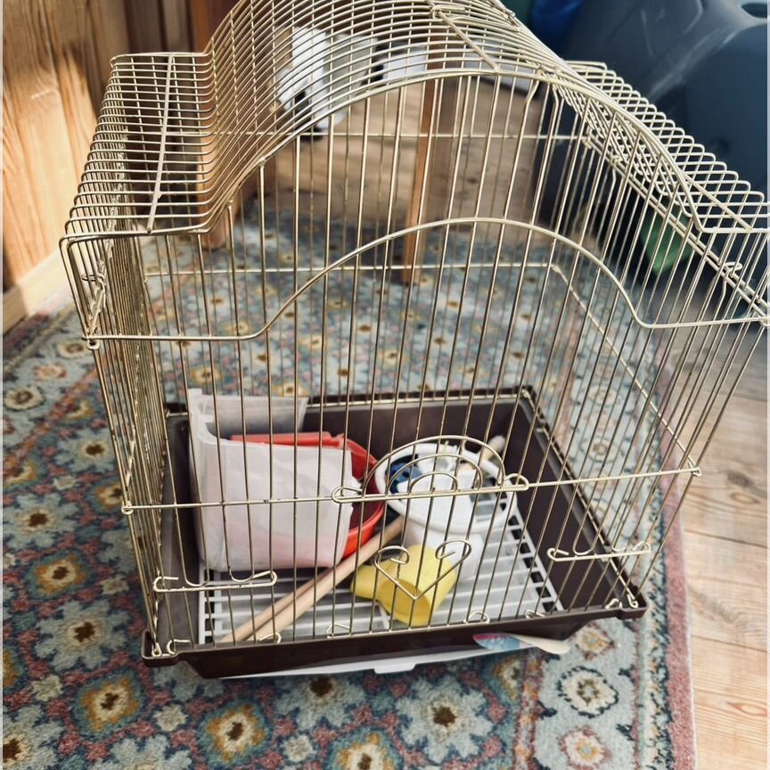 Клетка