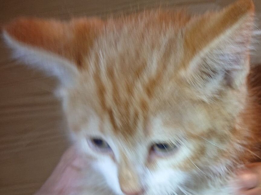 Котёнок. Котёночек