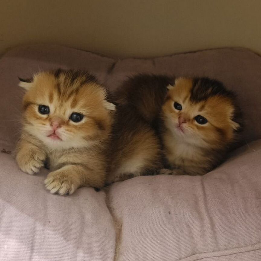 Шотландские котята