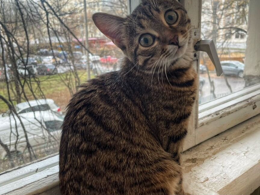 Котенок в добрые руки