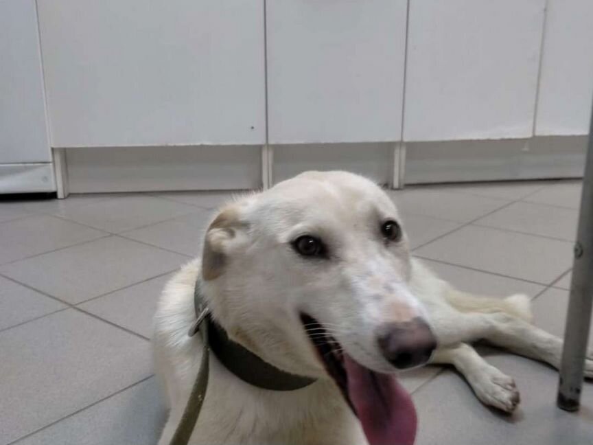 Собака Стерилизованная