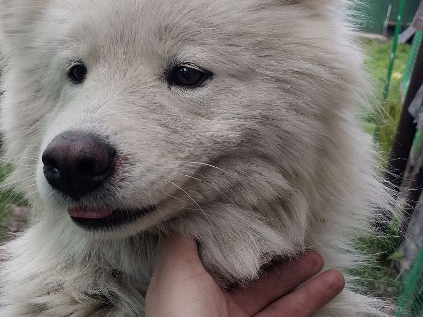 Самоедская лайка в добрые руки