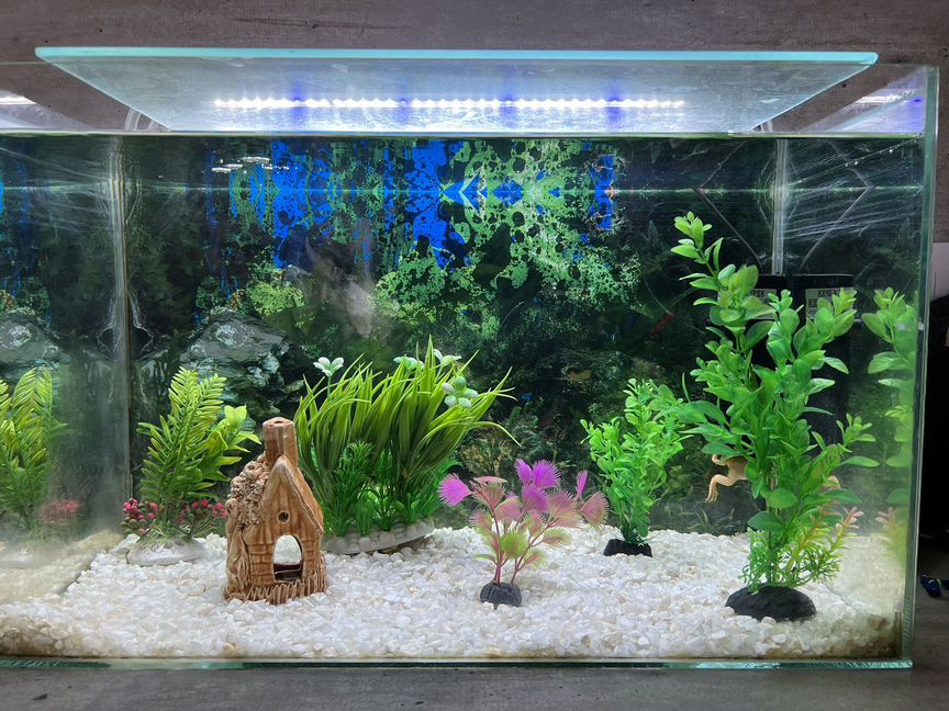 Аквариум 35 литров, шпорцевые лягушки