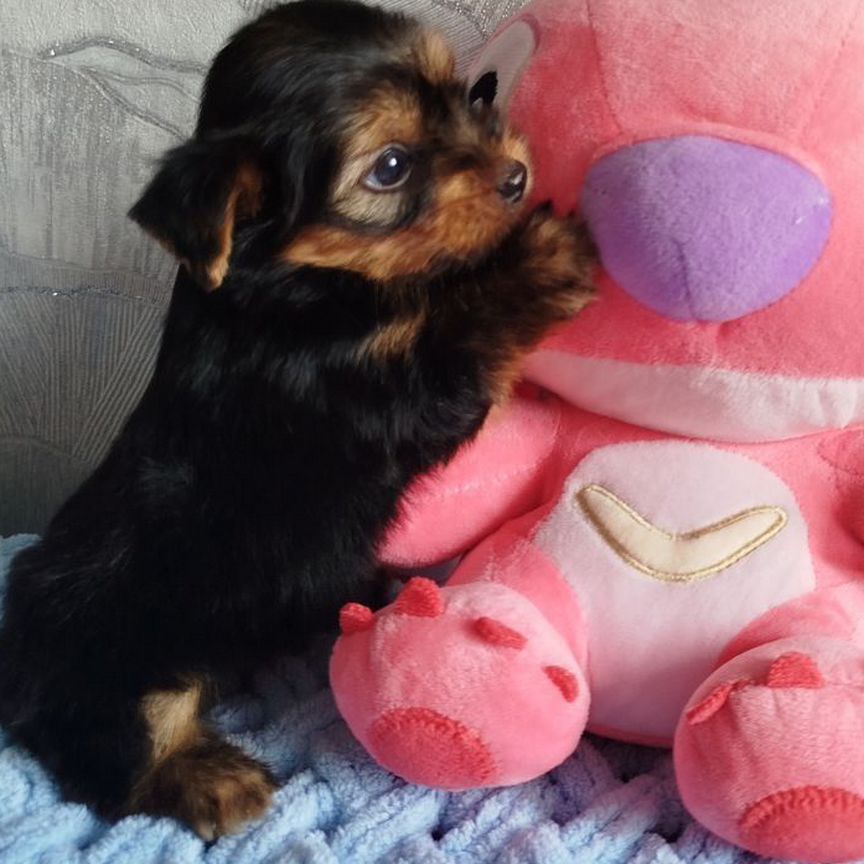 Йоркширский терьер, щенок