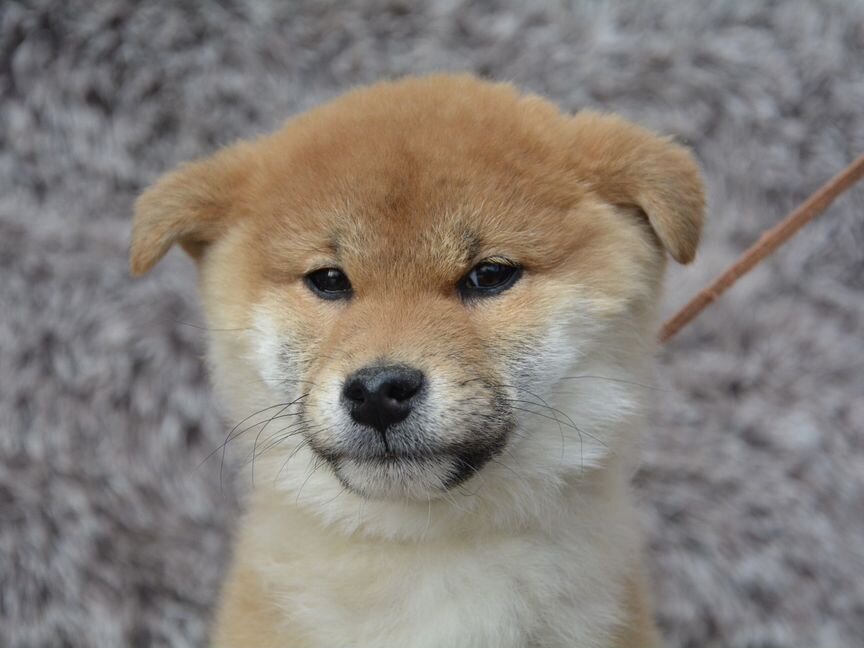 Щенки сиба ину "мини"