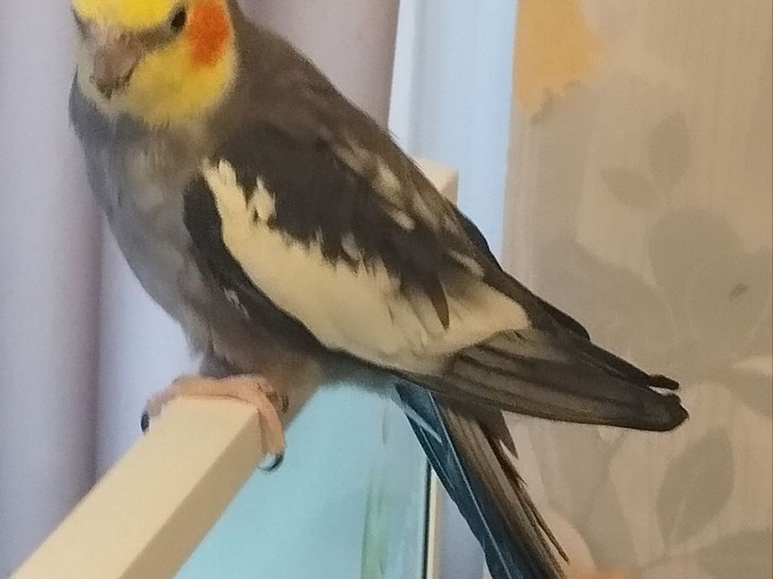 Волнистый попугай, корелла