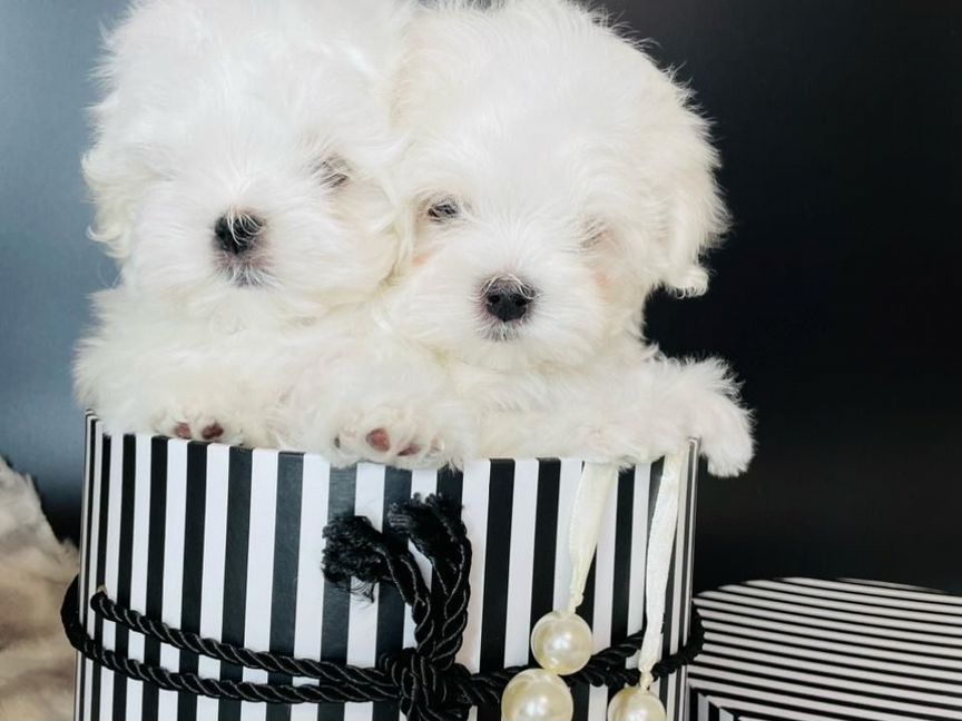 Щенки мальтезе