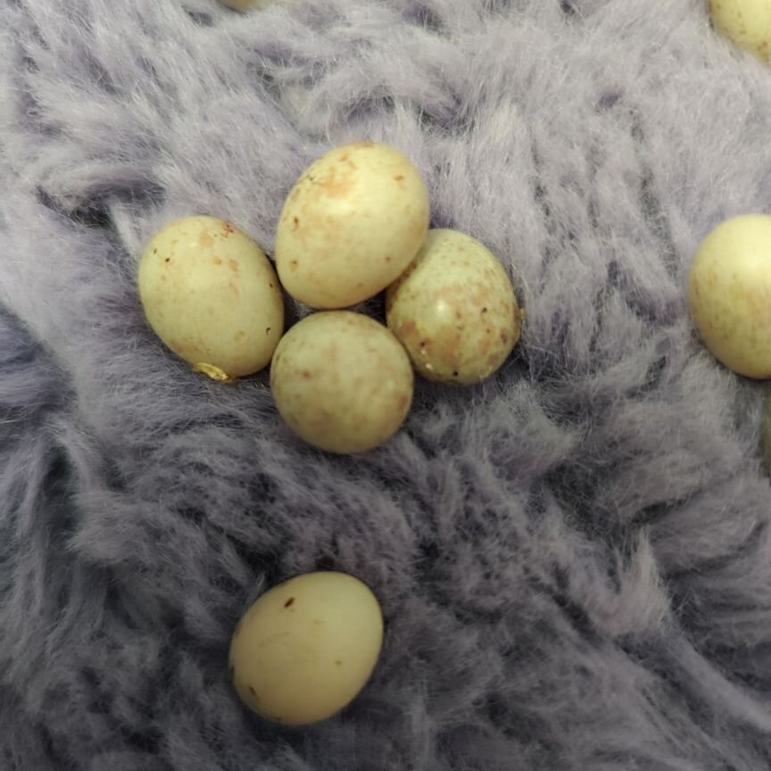 Пустые яйца канареек