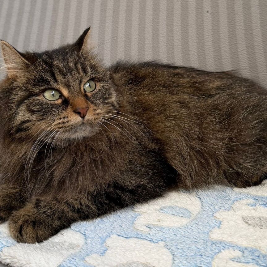 Взрослая, Девочка кошка в добрые руки