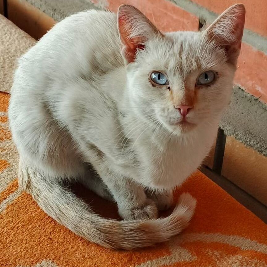 Колорпойнт, взрослый кот