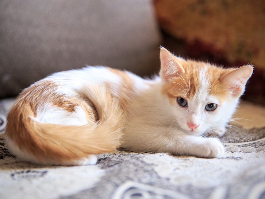 Голубоглазый котёнок