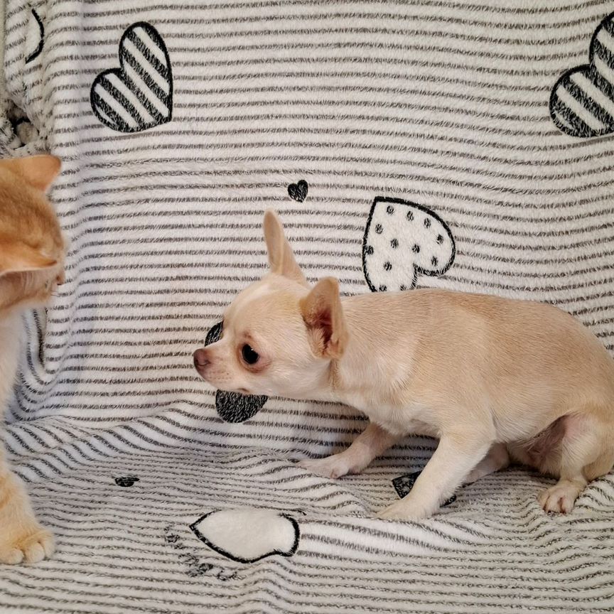 Чихуахуа кремовая девочка