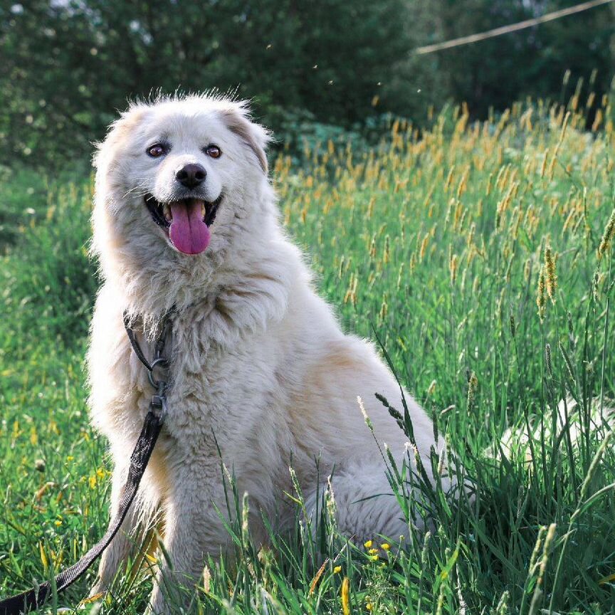 Собака в добрые руки. Отдам бесплатно