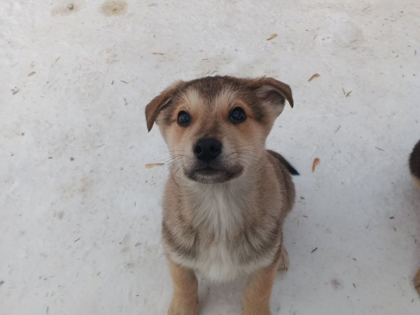 Отдам в добрые руки