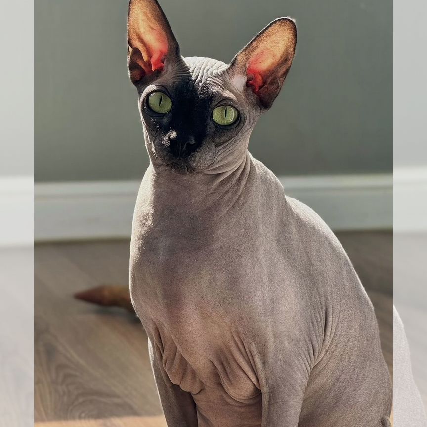 Канадский сфинкс, взрослый кот