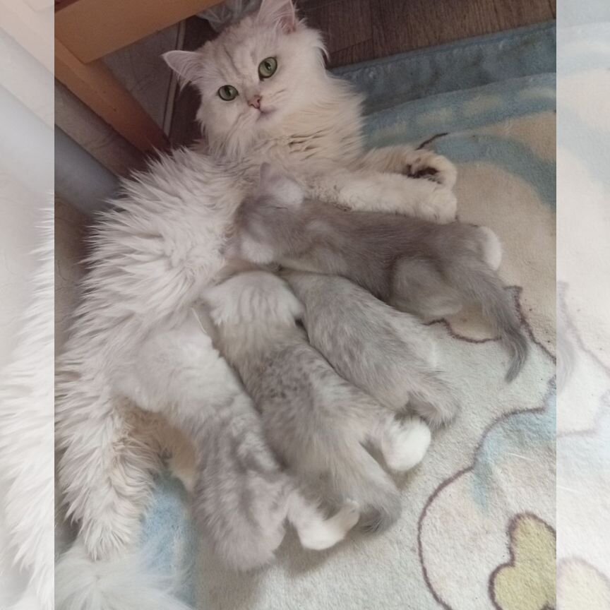 Британский короткошёрстный котёнок