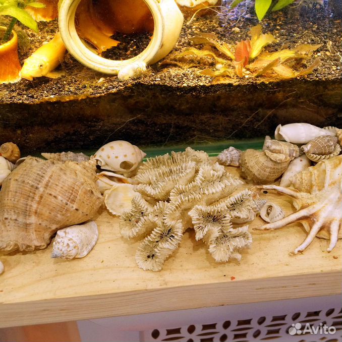 Морские ракушки, кораллы и морские звезды