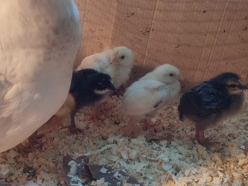 Квочка с цыплятами