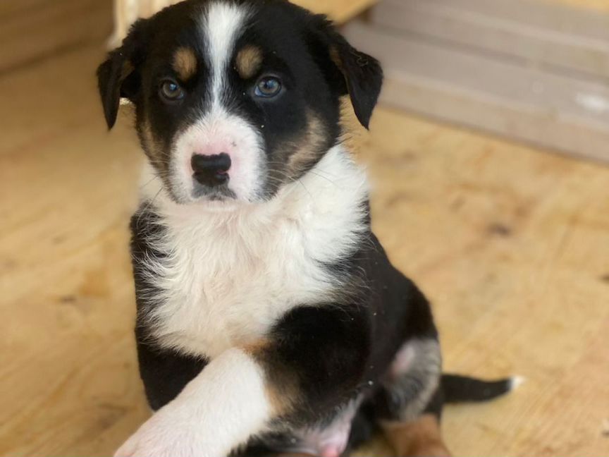 Щенки в добрые руки