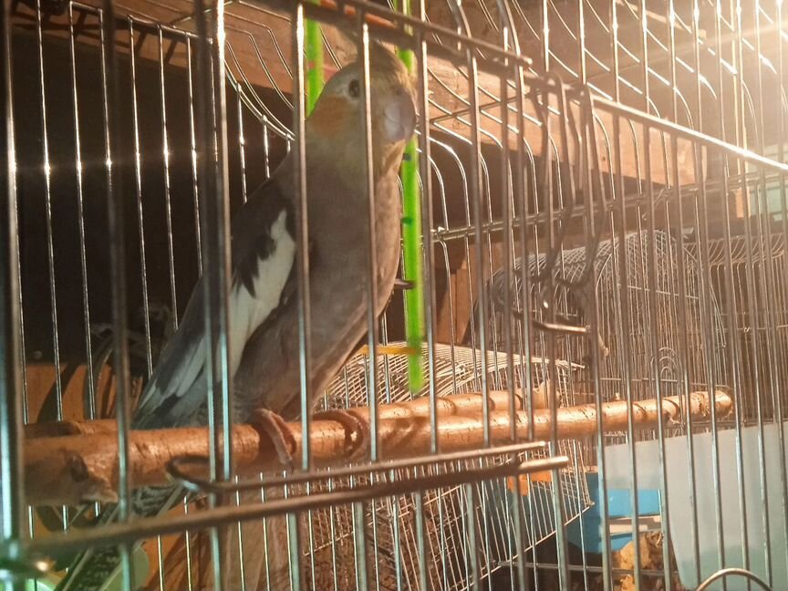 Попугай корелла девочка