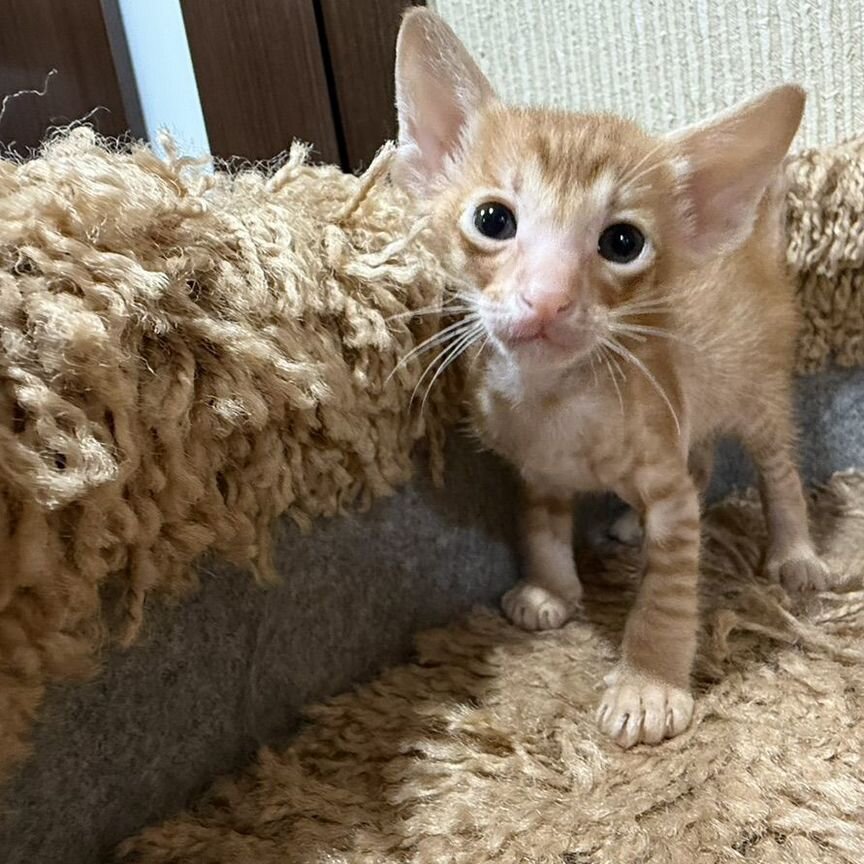 Ориентальный котёнок