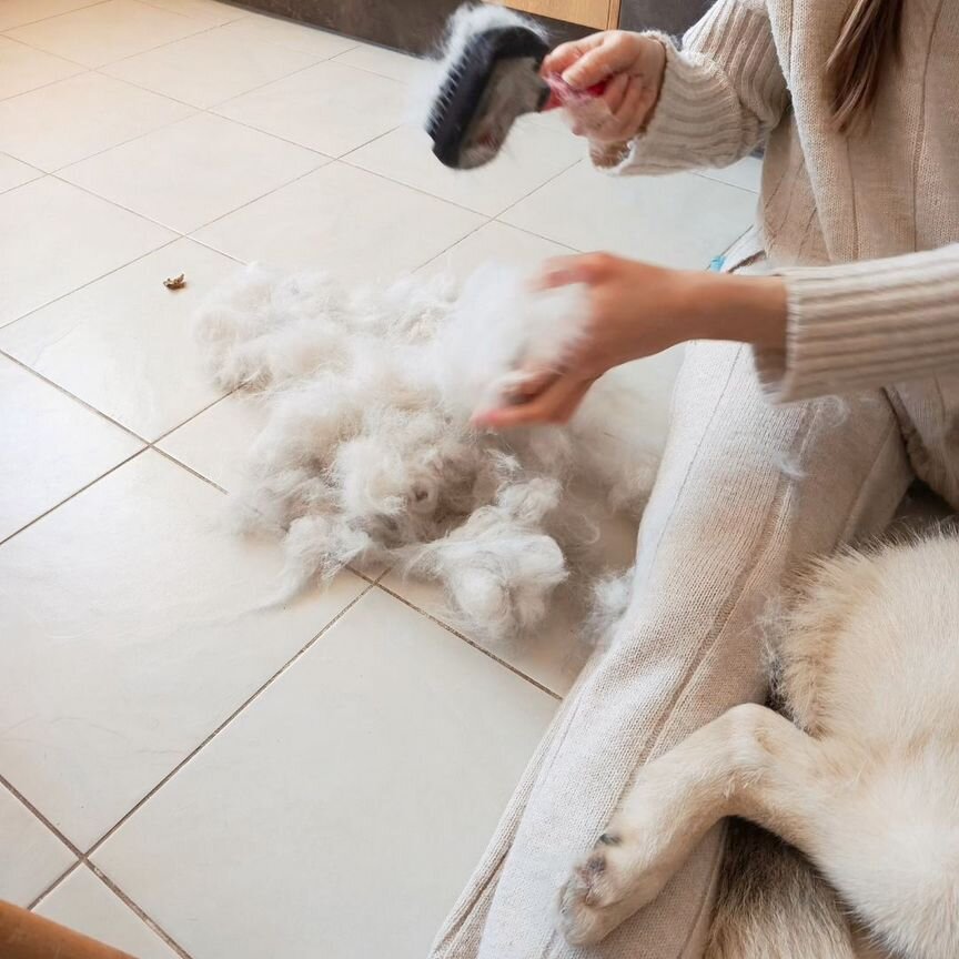 Шерсть сибирского хаски