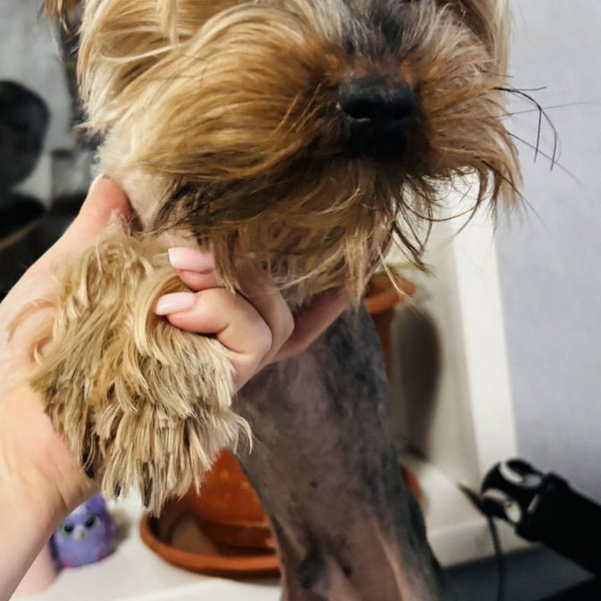 Йоркширский терьер, взрослый пёс