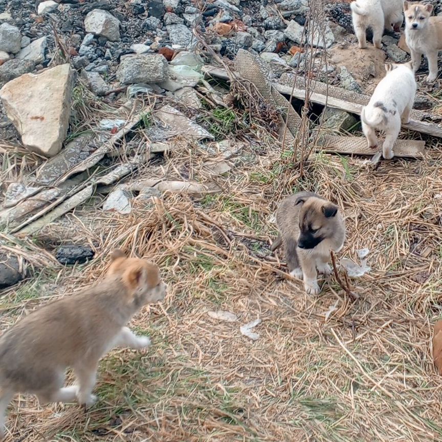 Щенок в добрые руки