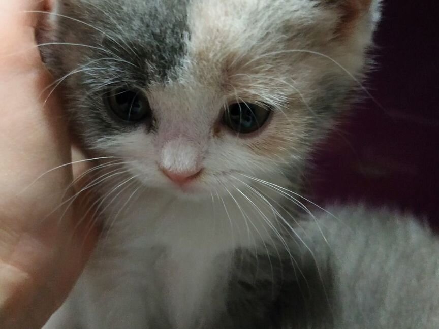 Котенок-трёхцветочка