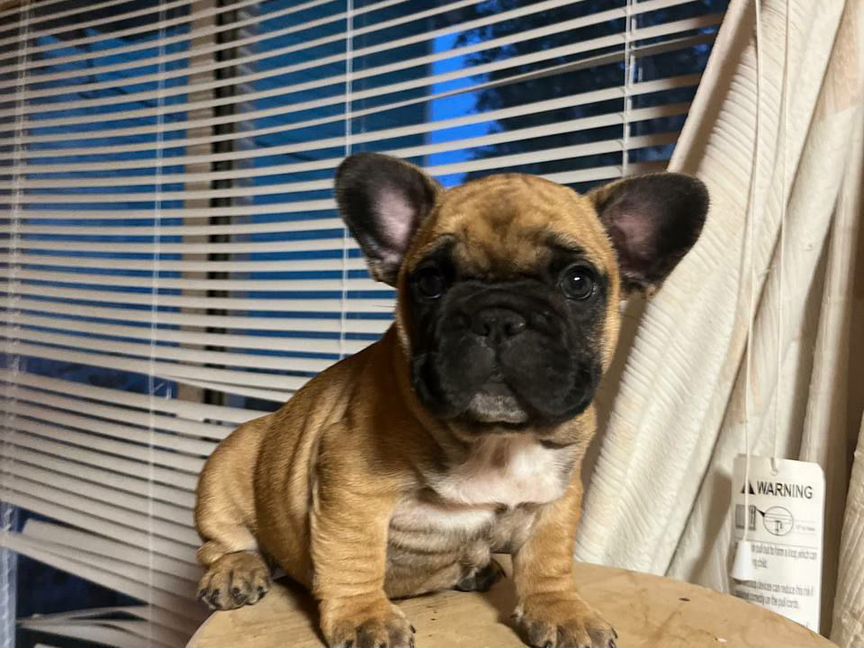 Французский бульдог щенки