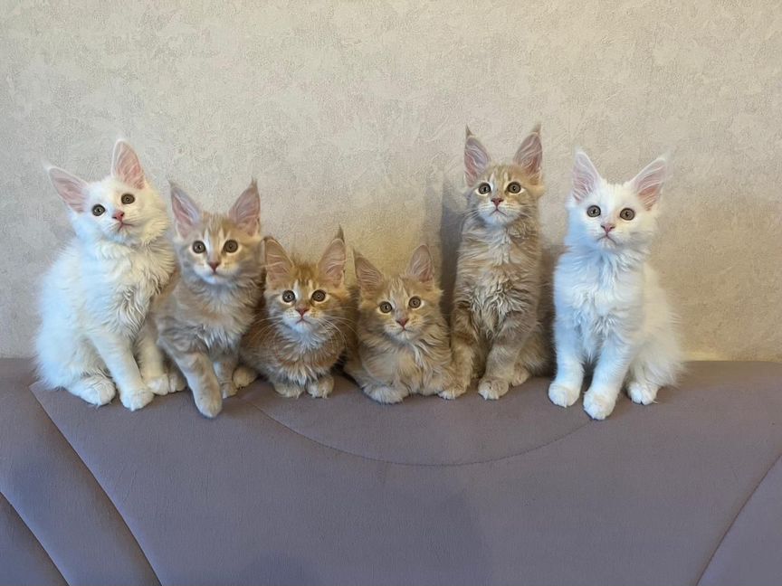 Котята мейн-кун