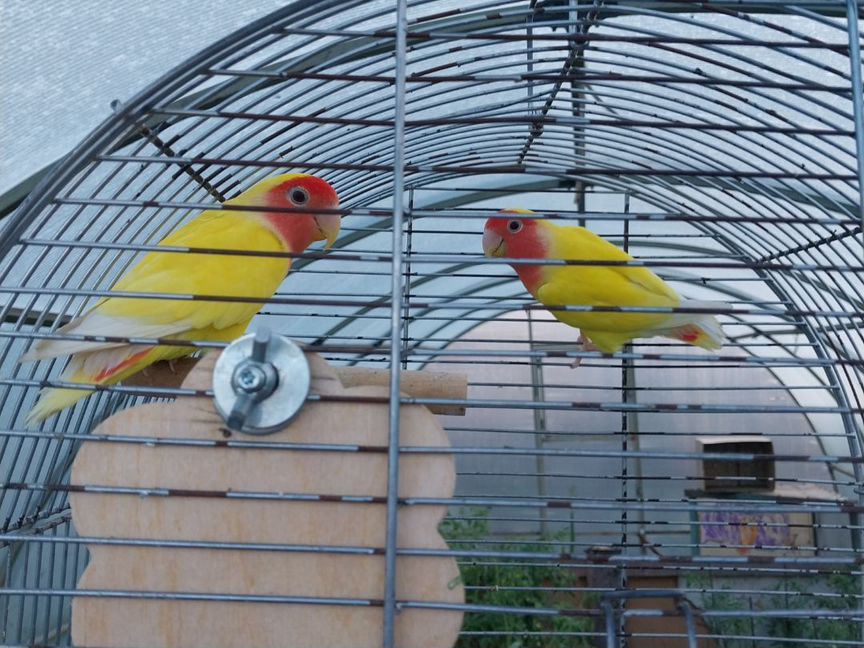 Попугай неразлучники