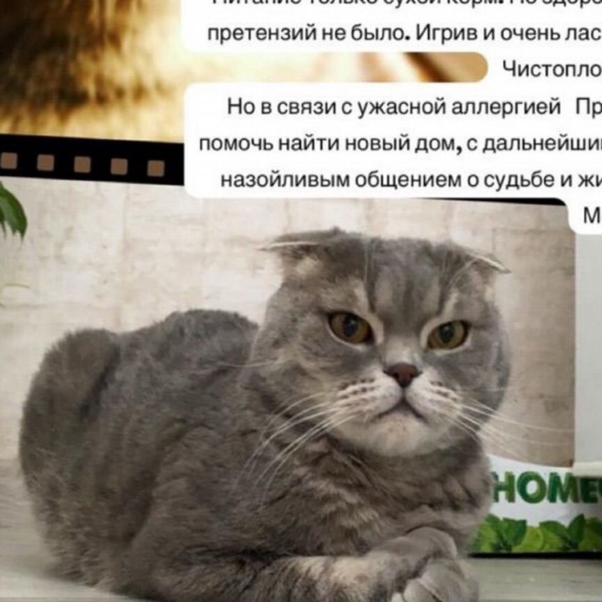 Пристрой в добрые руки