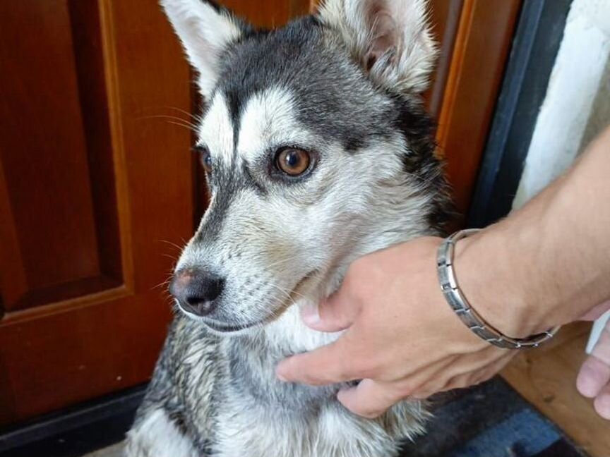 Хаски помски в добрые руки отдам бесплатно