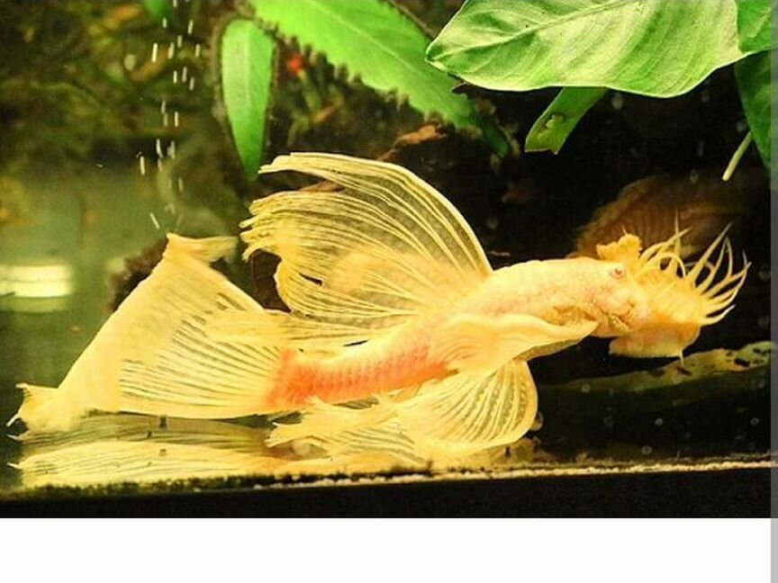 Готов купить самца вуалевого анцытруса