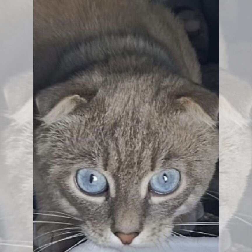 Шотландский вислоухий короткошёрстный, взрослый кот