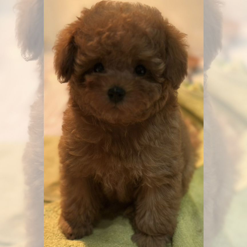 Той-пудель, щенок