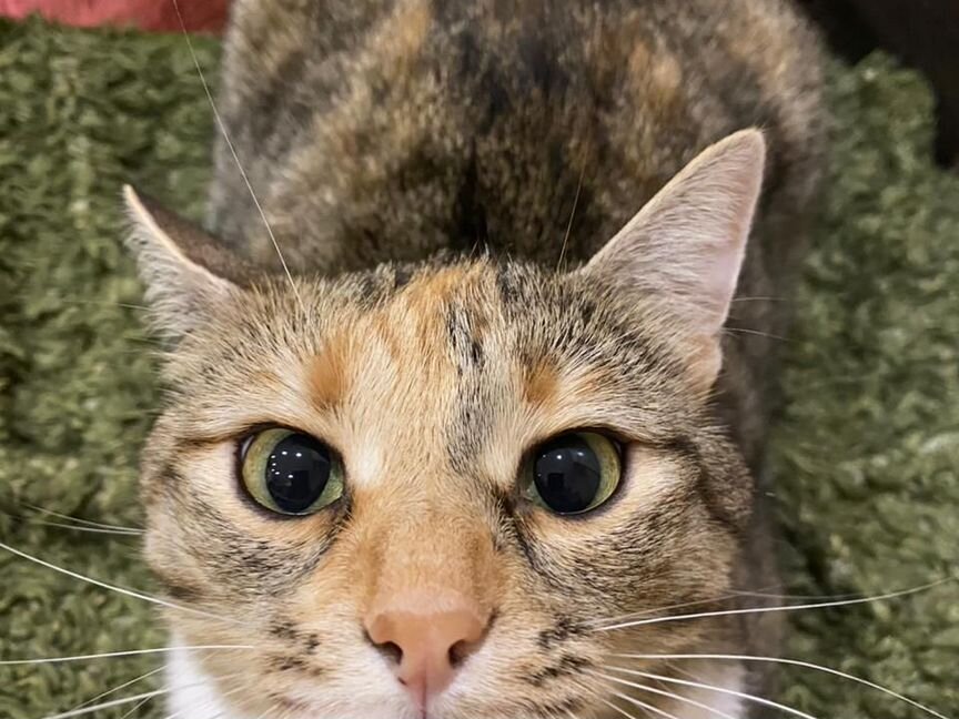 Пестрая красавица Сури 3 года ищет дом