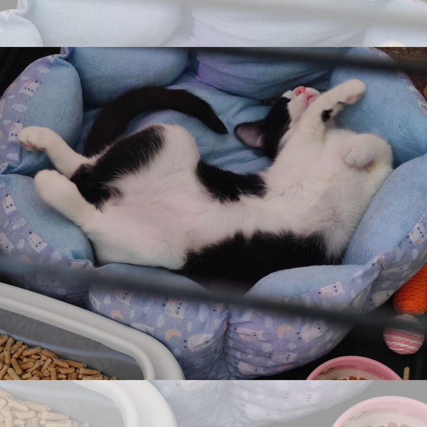 Грациозный котёнок мальчик ищет дом
