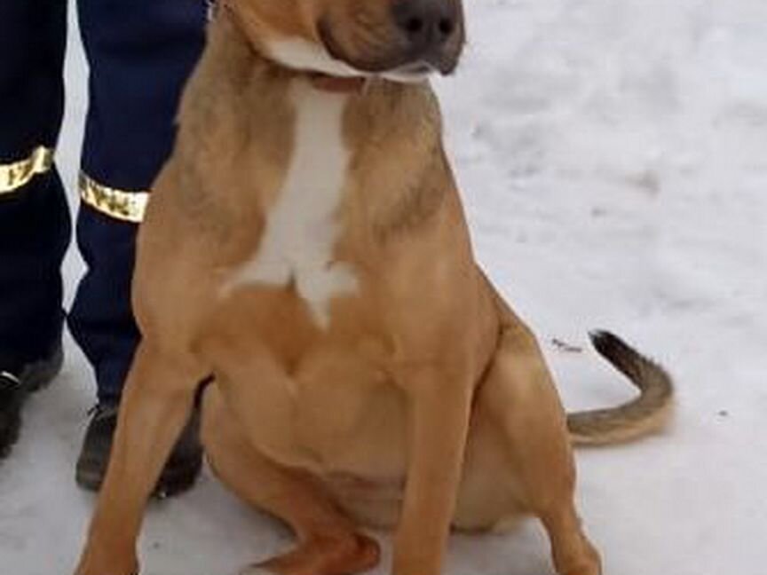 Рыжка ищет дом