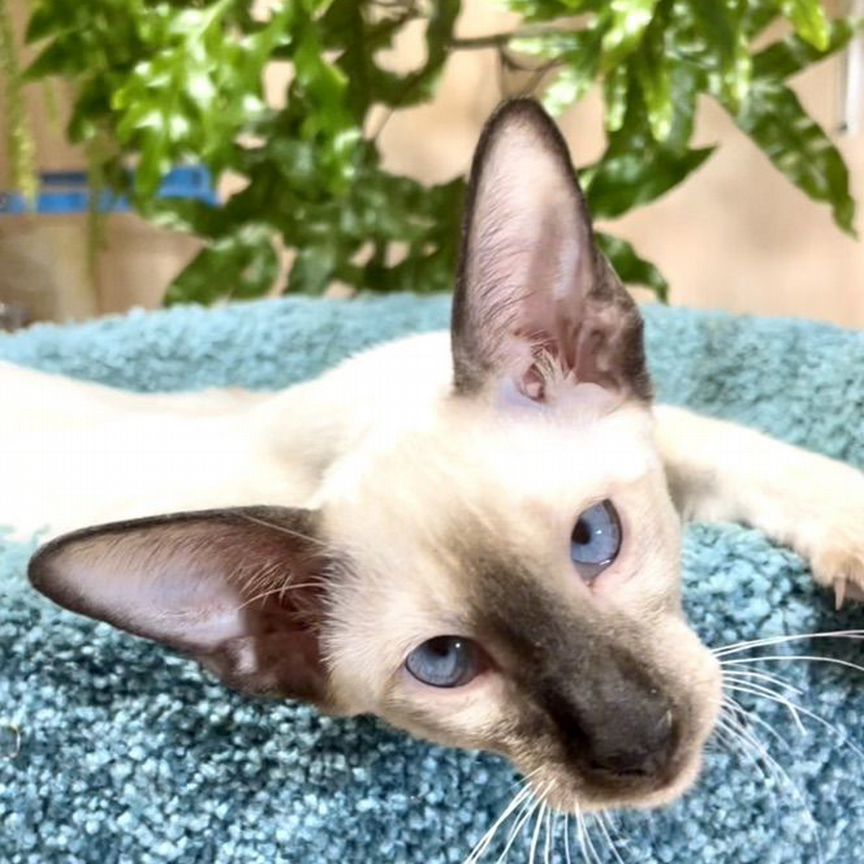 Ориентальный котёнок