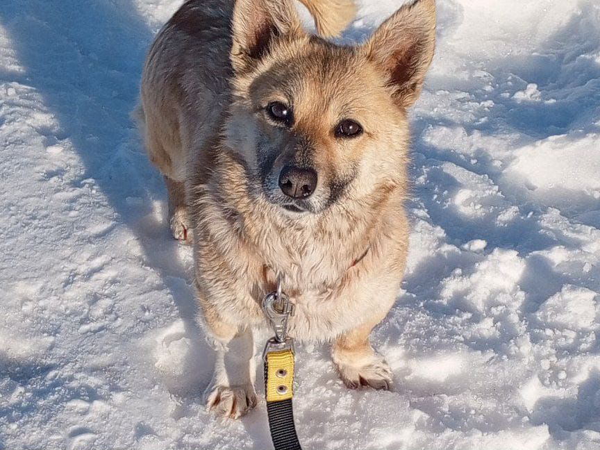 Собака в добрые руки