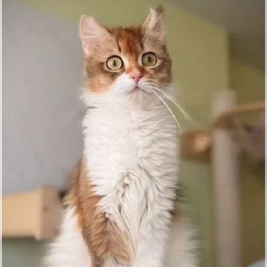 Взрослая кошка в добрые руки