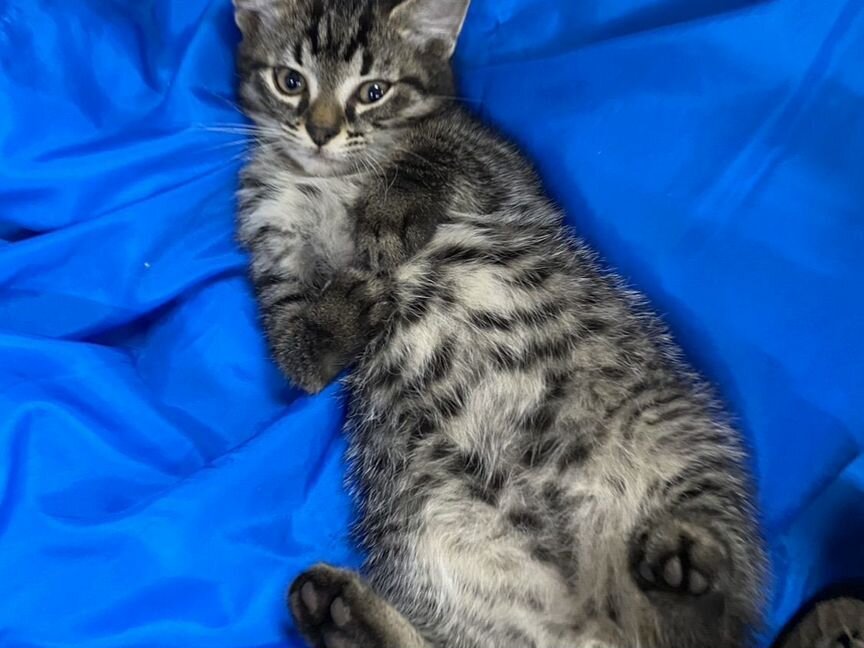 Кот