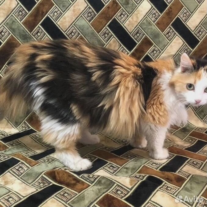 Молоденькая кошечка Микки