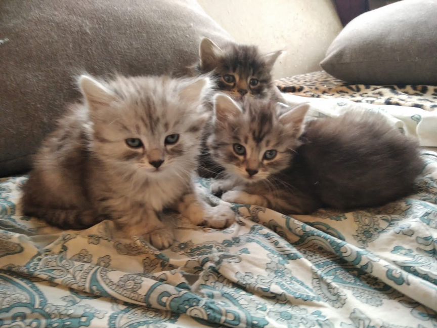 Котята