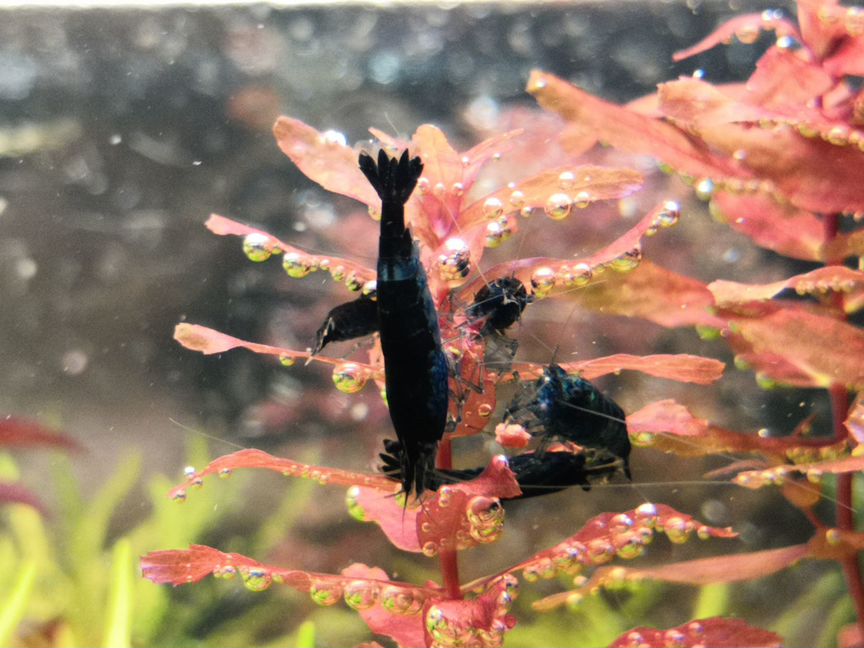 Аквариумные креветки