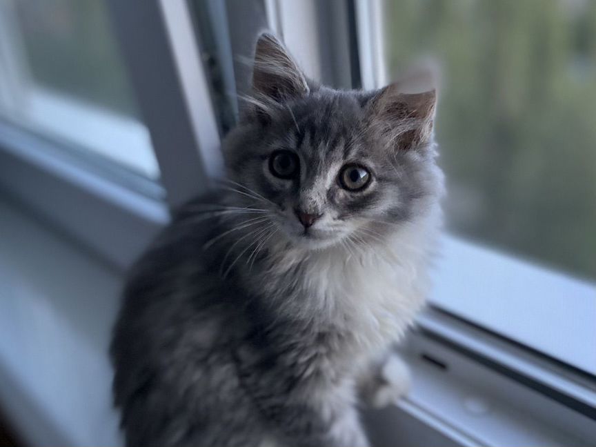 Котик ищет дом