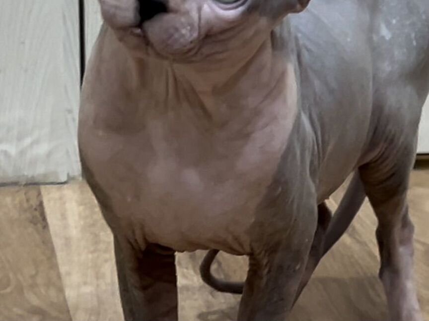 Канадский сфинкс, вязка